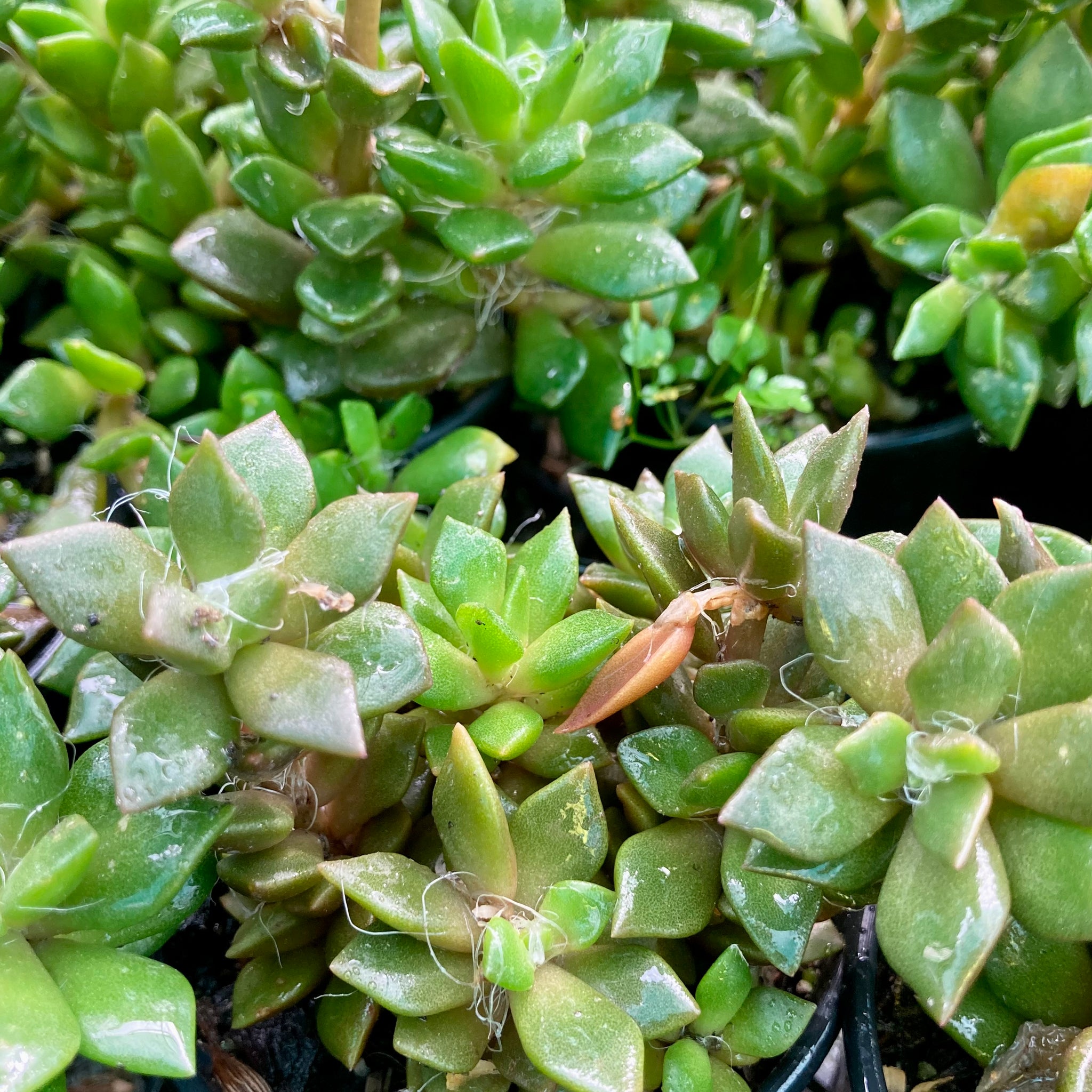 Anacampseros – Succulent Planet