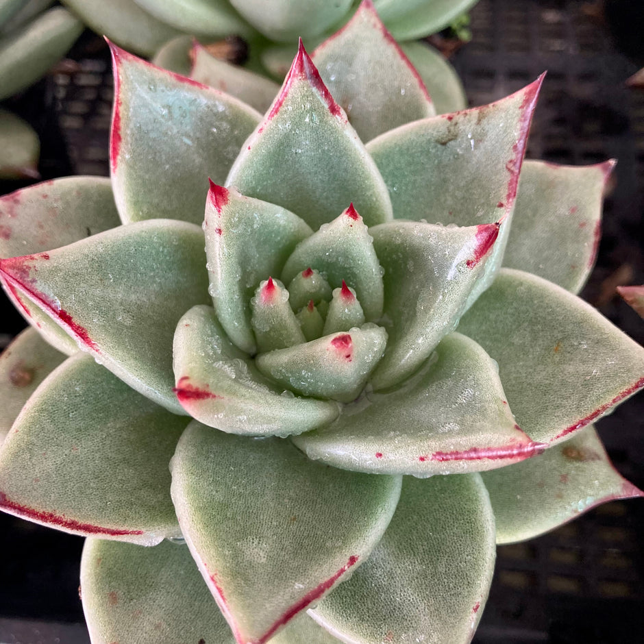 Collector's Succulents – Succulent Planet