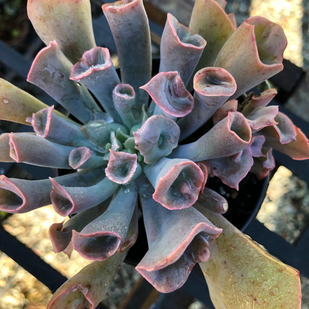 Graptoveria – Succulent Planet