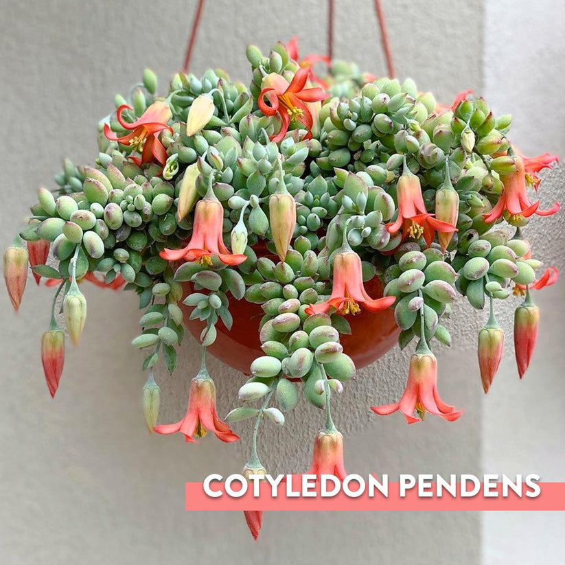 Cotyledon pendens – Succulent Planet