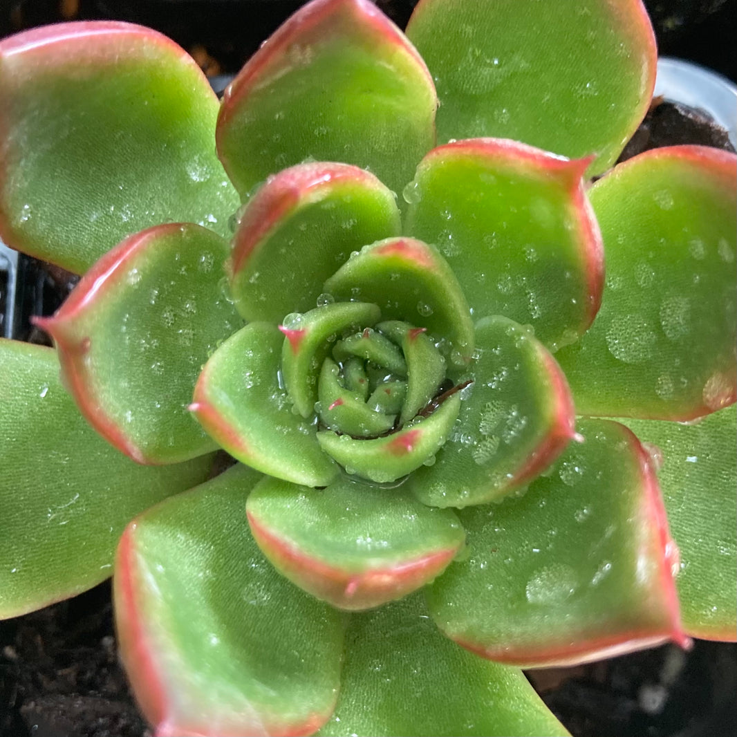 Collector's Succulents – Succulent Planet