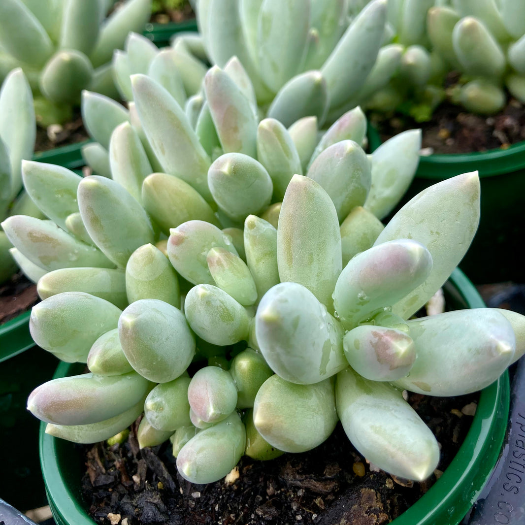 Pachyphytum – Succulent Planet