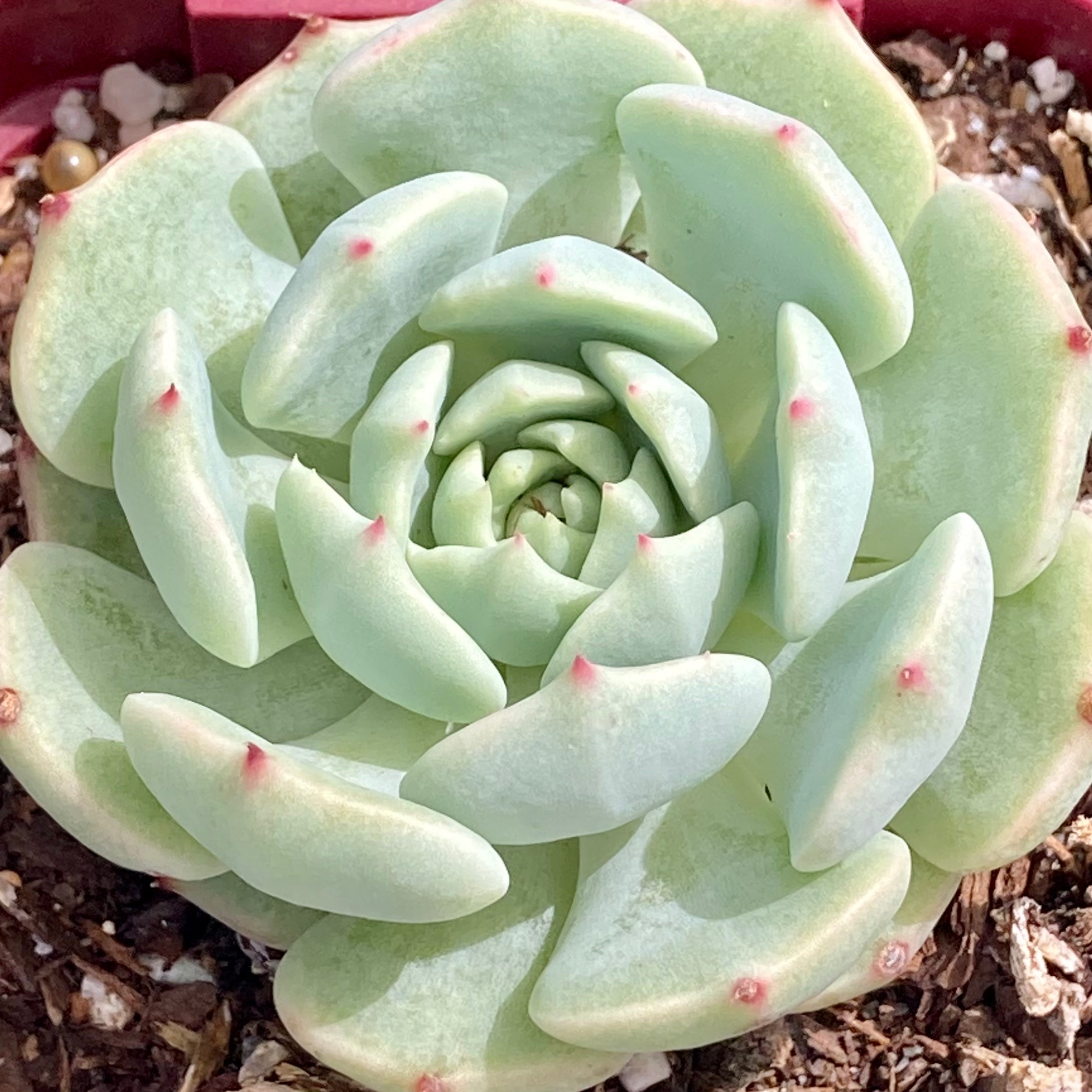 New Stock – Succulent Planet