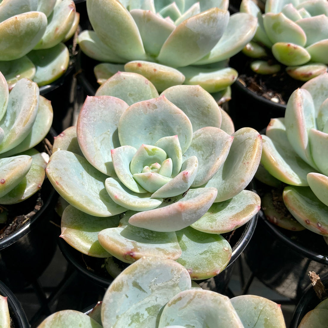 Echeveria White Storm – Succulent Planet