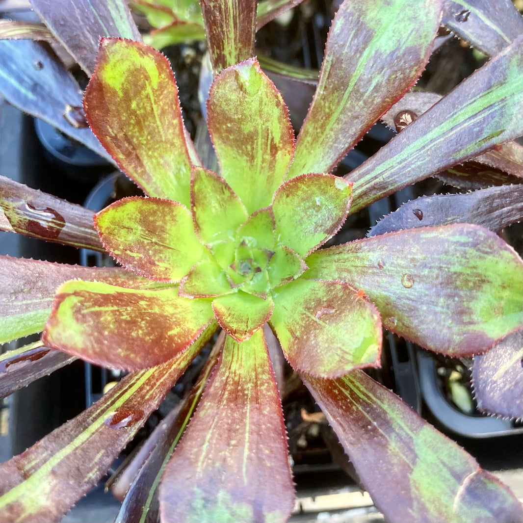 Products – Succulent Planet