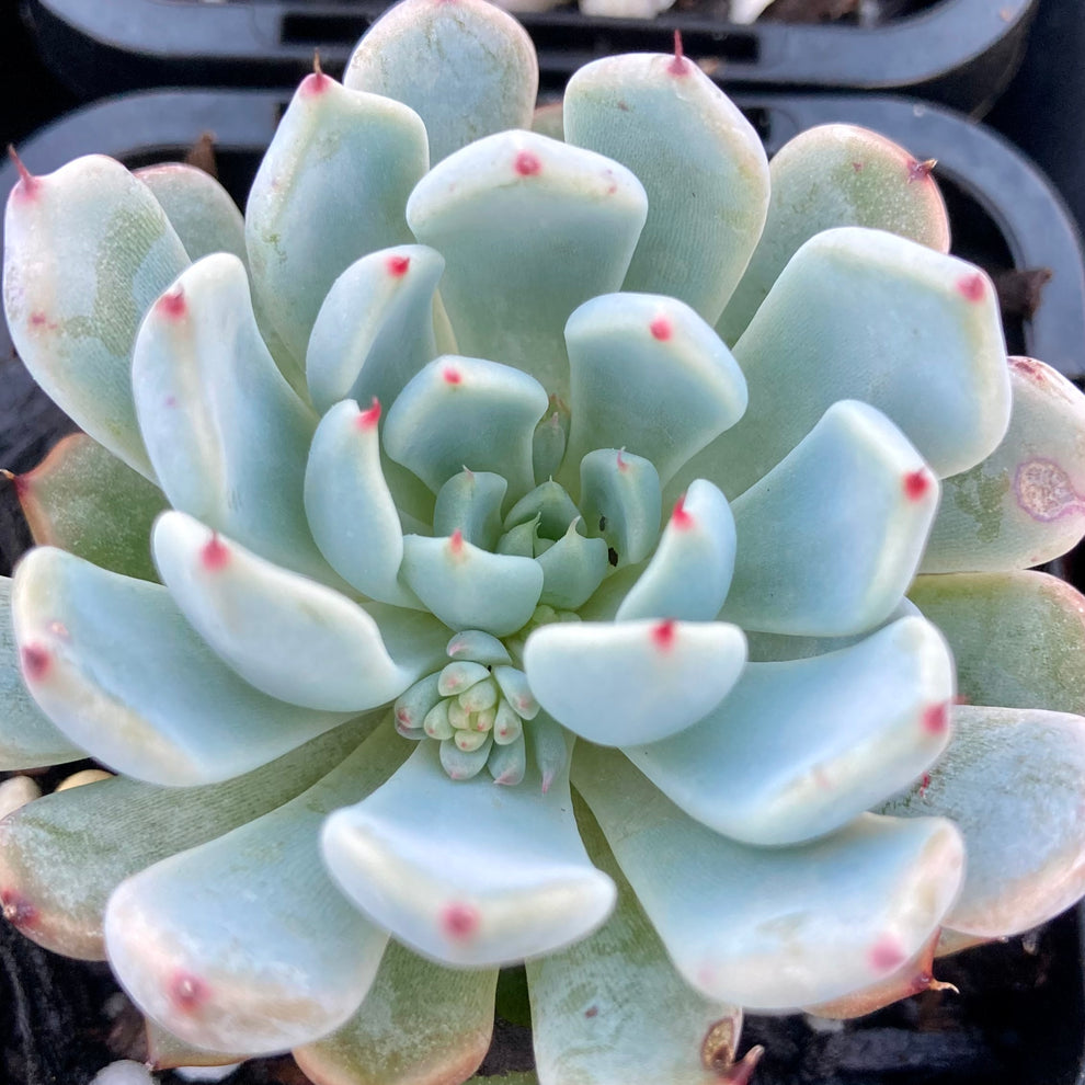 Echeveria Cuspidata var. gemmula – Succulent Planet