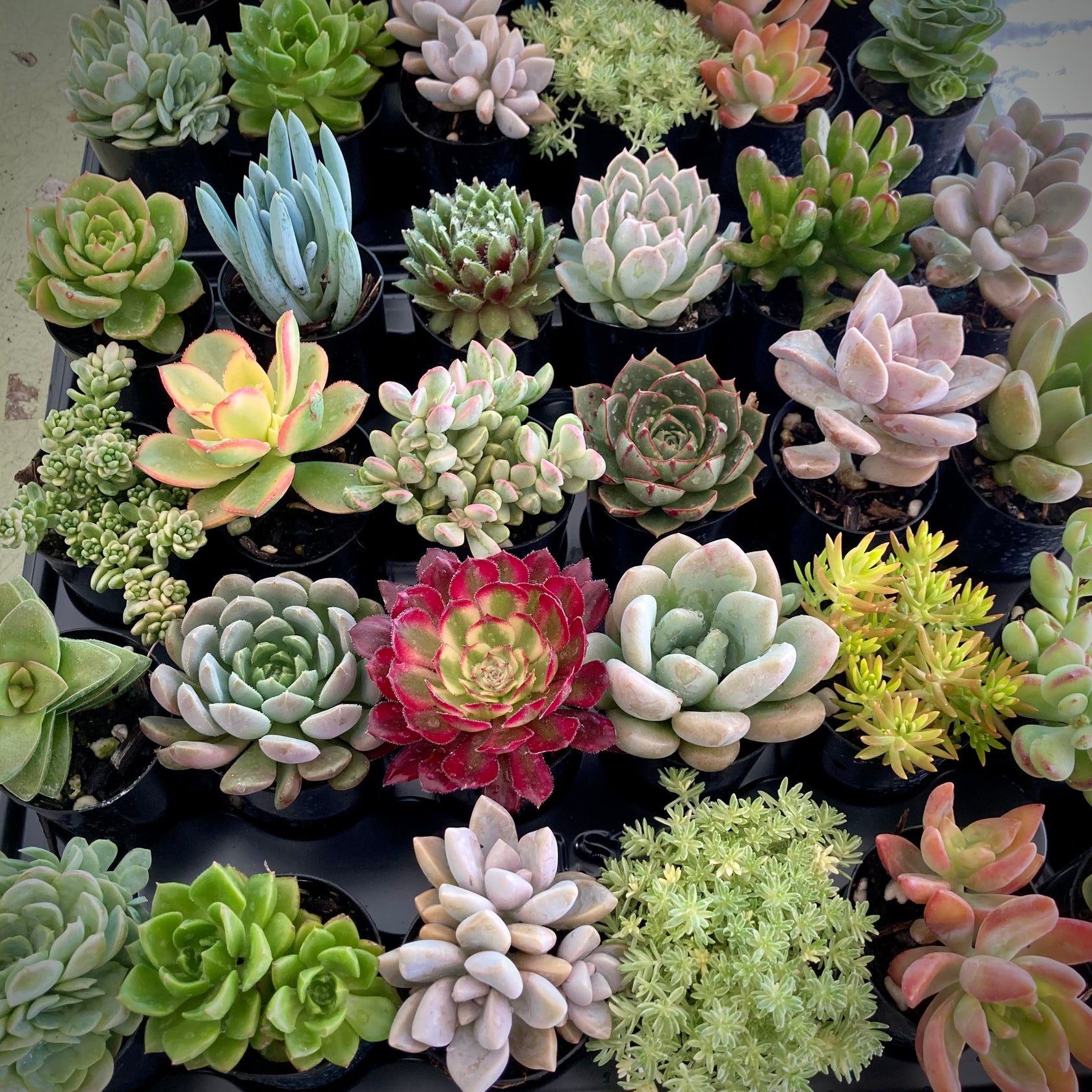 12 Mixed Individual Succulent Plants (50mm Tubes) – Succulent Planet