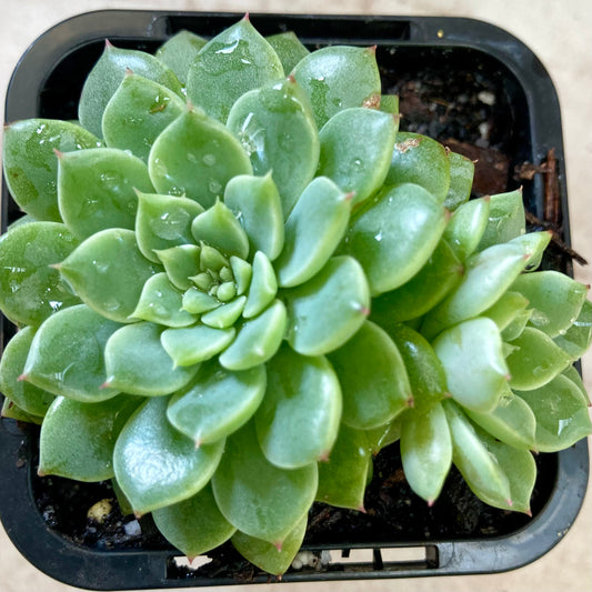 Succulents – Page 8 – Succulent Planet