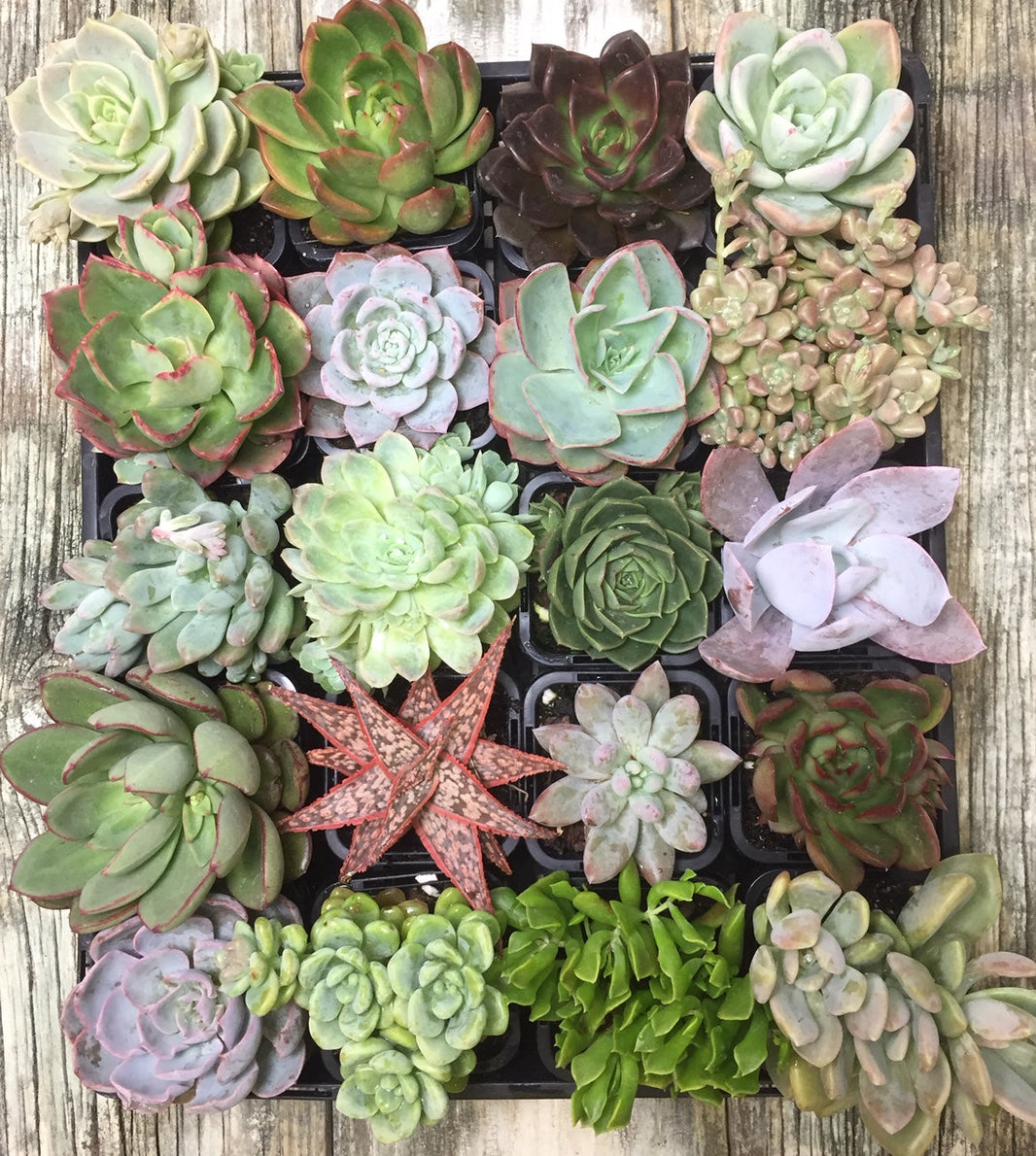 Products – Succulent Planet